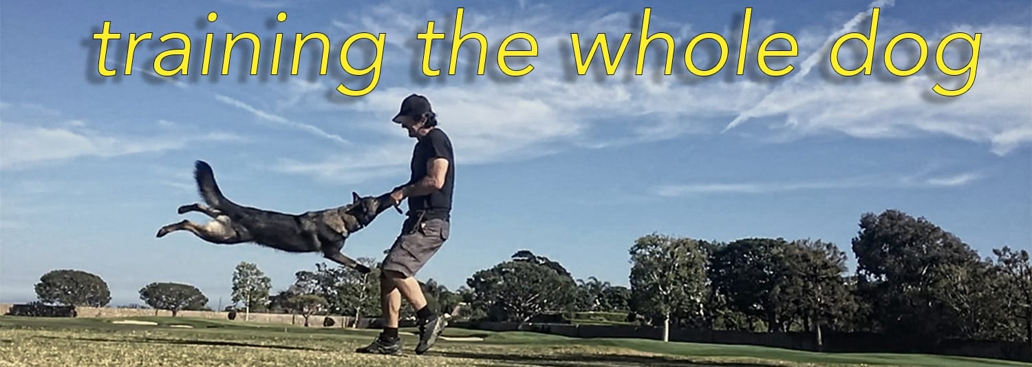 Dog Training Sessions Robert Cabral dog-training-sessions-robert-cabral