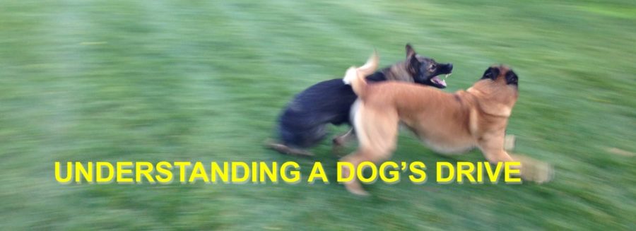 Drives of Dogs - Robert Cabral