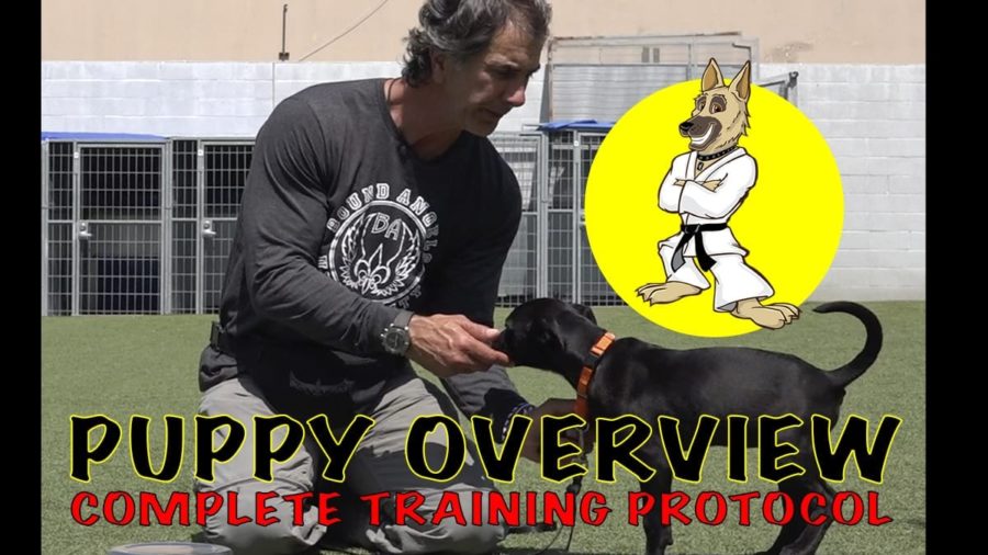 Online Puppy Training Courses - Robert Cabral Dog Training