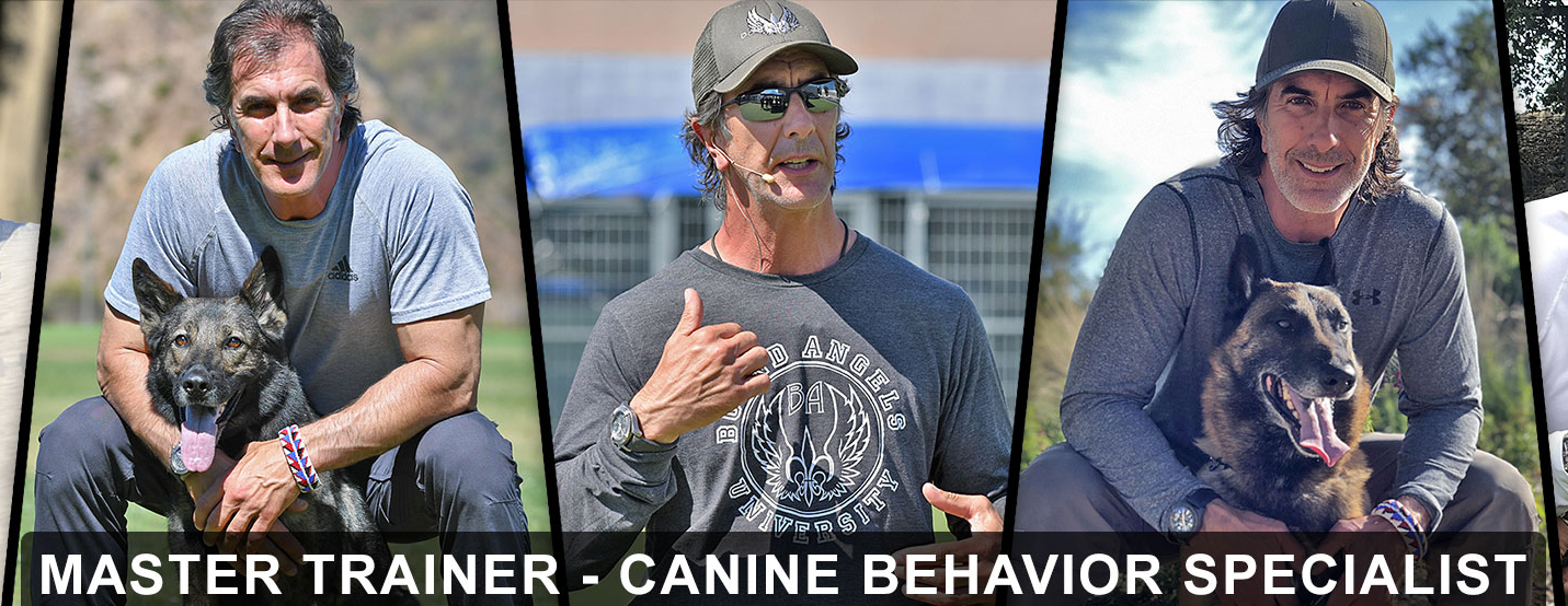 Online Dog Training Courses by Robert Cabral Canine Behavior Expert