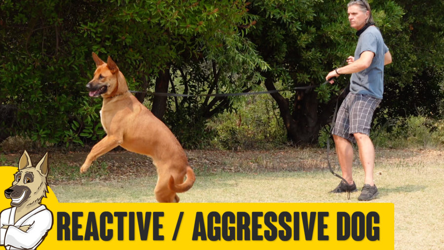 Aggressive and Reactive Dogs - How to Engage and Correct - Robert Cabral