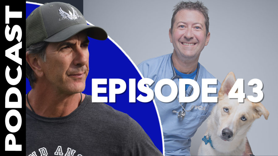 Orthopedic Veterinarian Dr. Raviv Balfour - Podcast Episode 43 - Robert ...