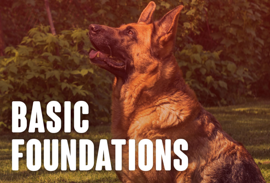 Online Dog Training Videos - Robert Cabral Training Lessons