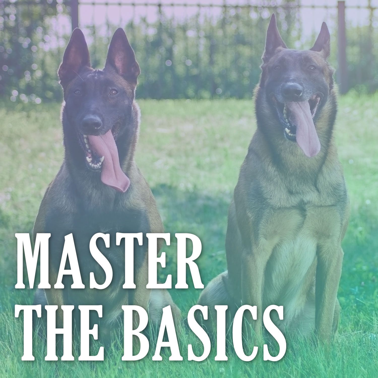 Online Dog Training Videos - Robert Cabral Training Lessons