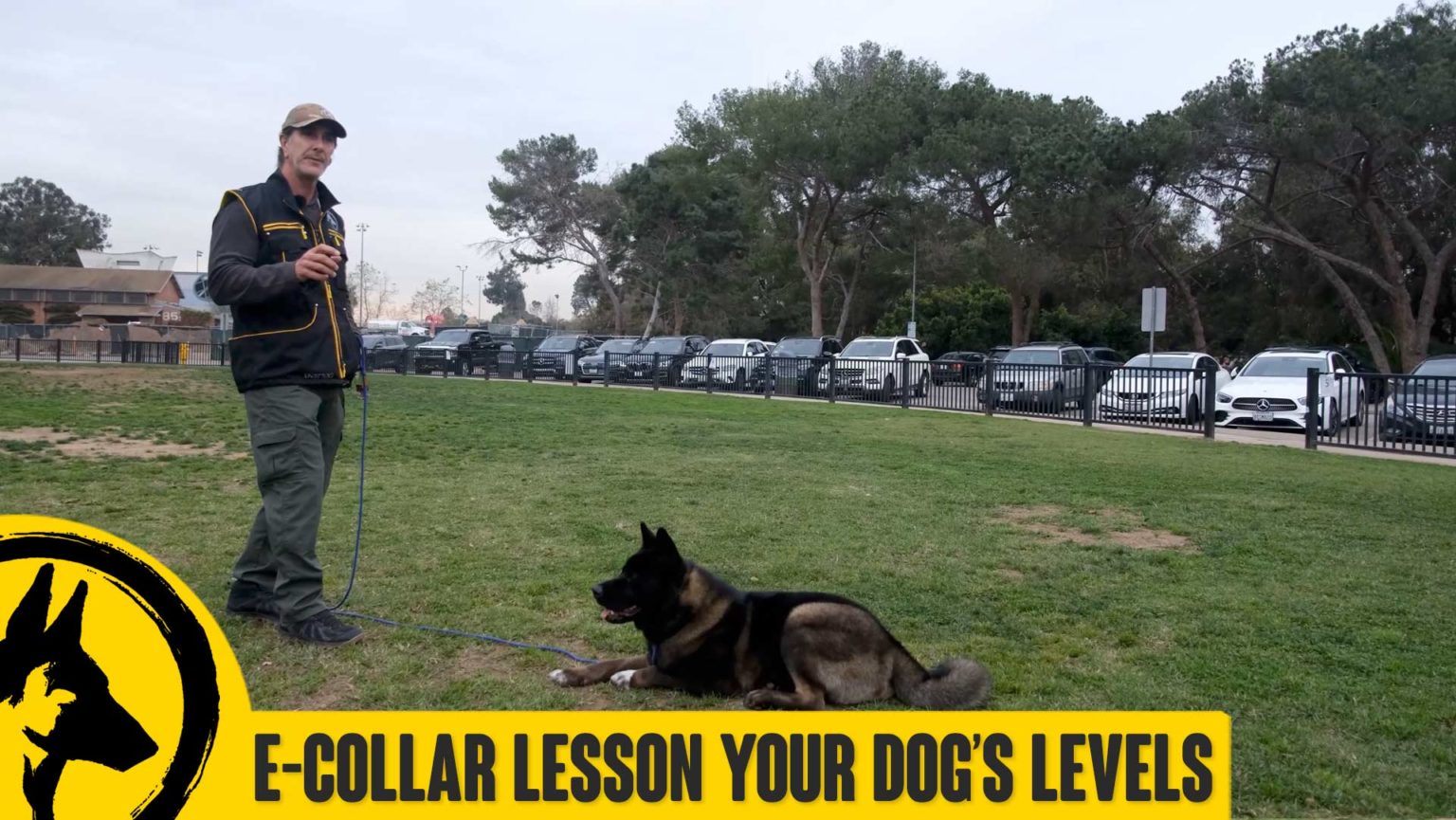 Lessons - Robert Cabral