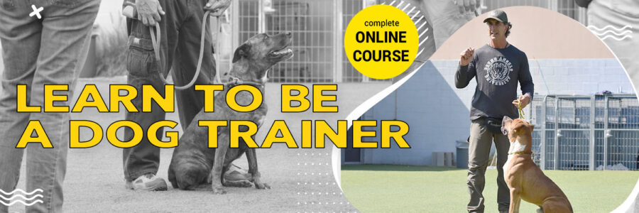 Online Dog Training Videos - Robert Cabral Training Lessons