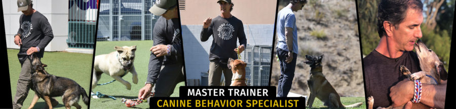 Online Dog Training Videos - Robert Cabral Training Lessons