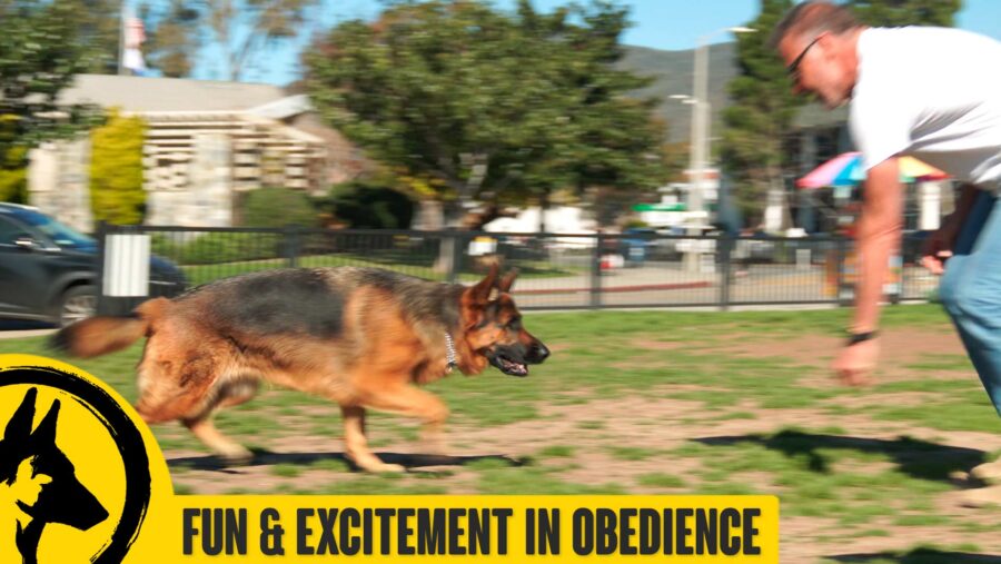 Excitement in Training with Annie - Robert Cabral