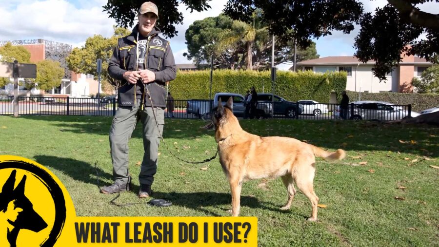 Leash Training - Robert Cabral