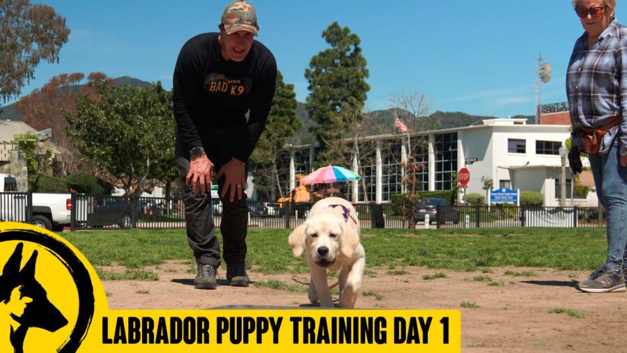 Puppies First Lesson - All the Basics - Robert Cabral