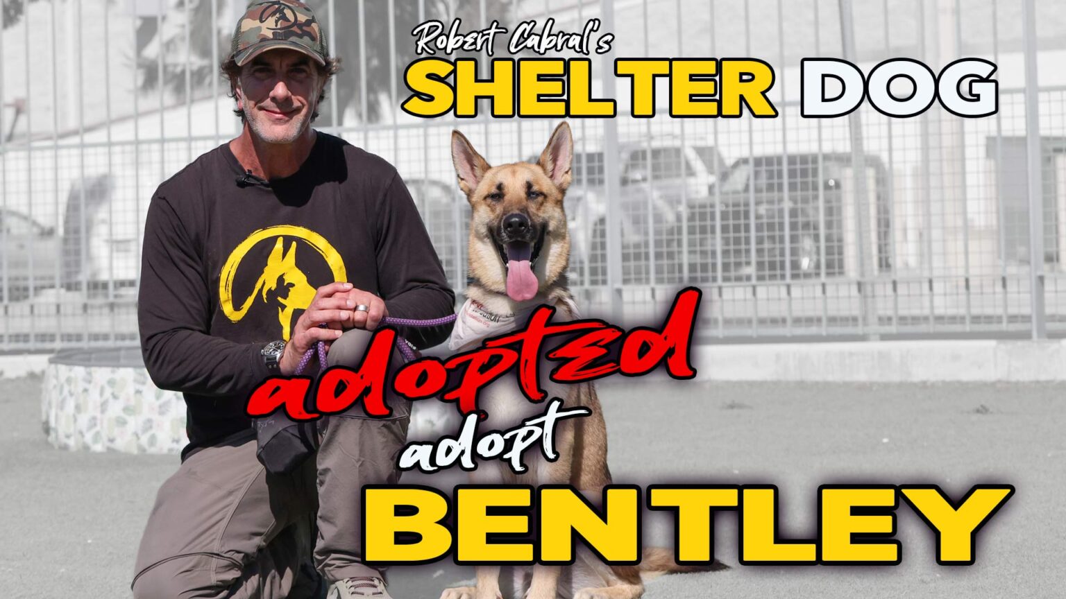 Adopt Shelter Dog Adopt Shelter Dog
