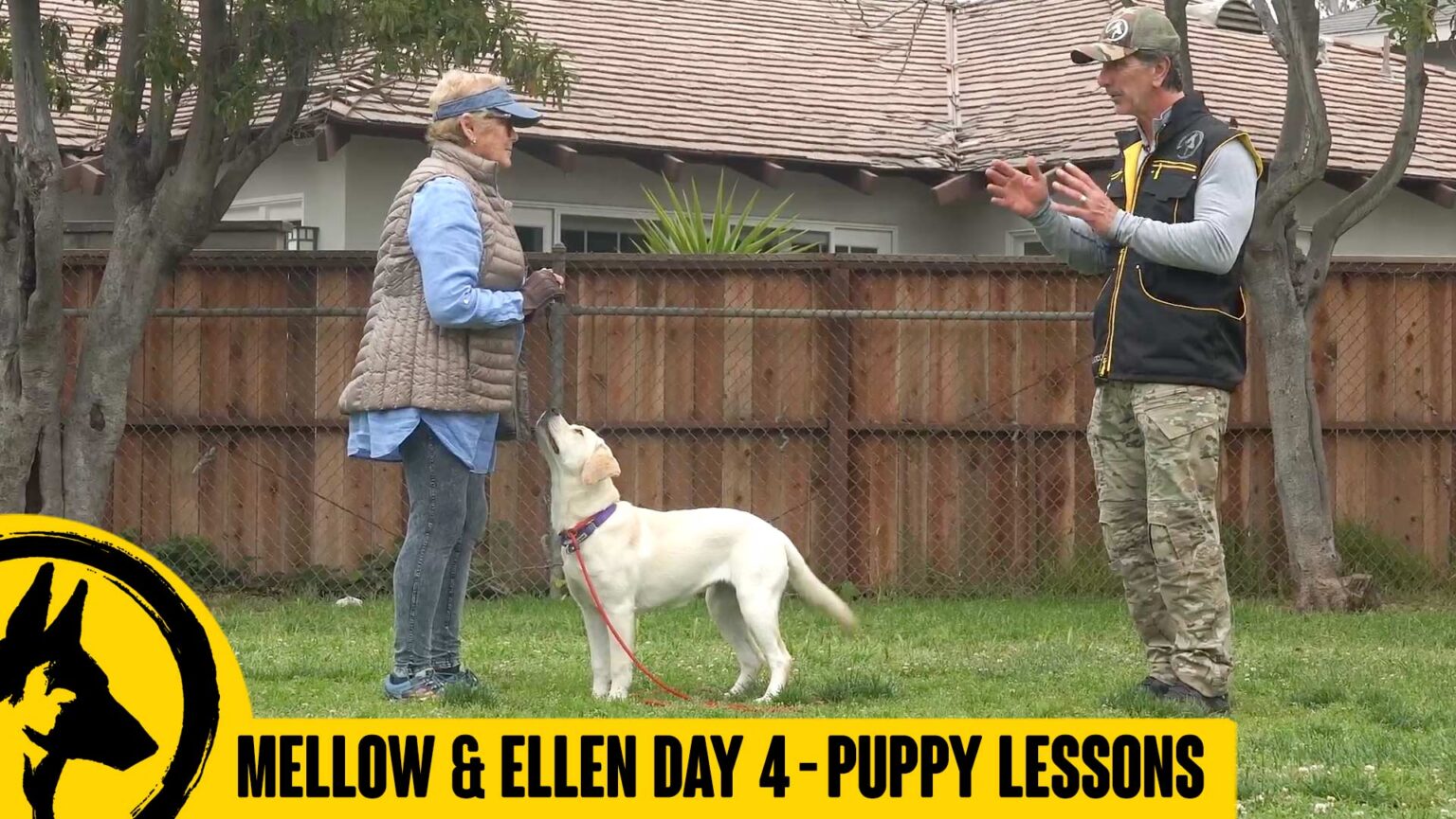 Mellow and Ellen Day 4 - Puppy Training - Robert Cabral