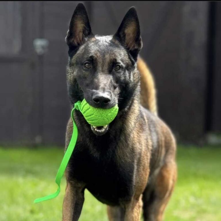 Shop - Robert Cabral