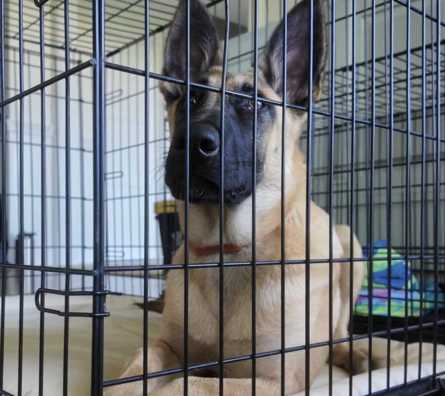 Online Dog Training Videos - Robert Cabral Training Lessons