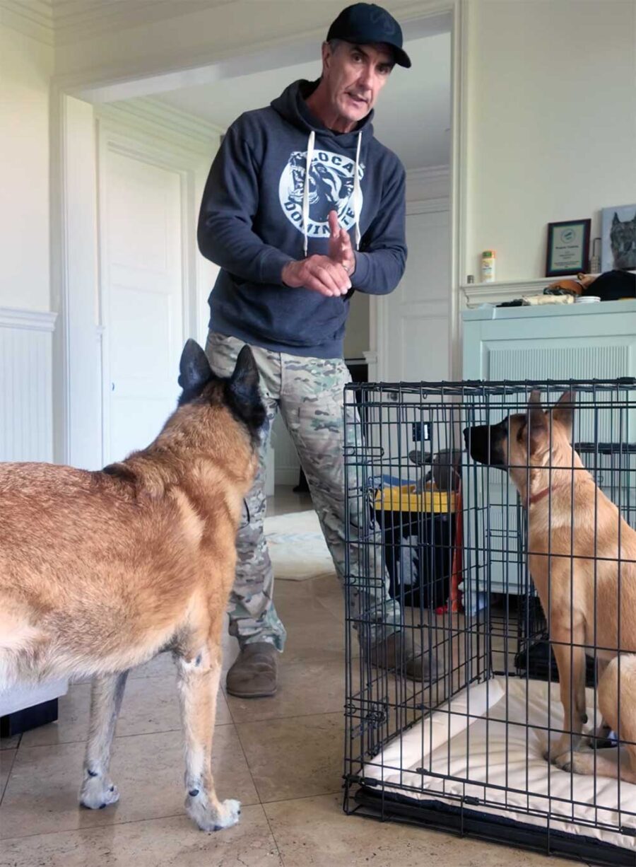 Online Dog Training Videos - Robert Cabral Training Lessons